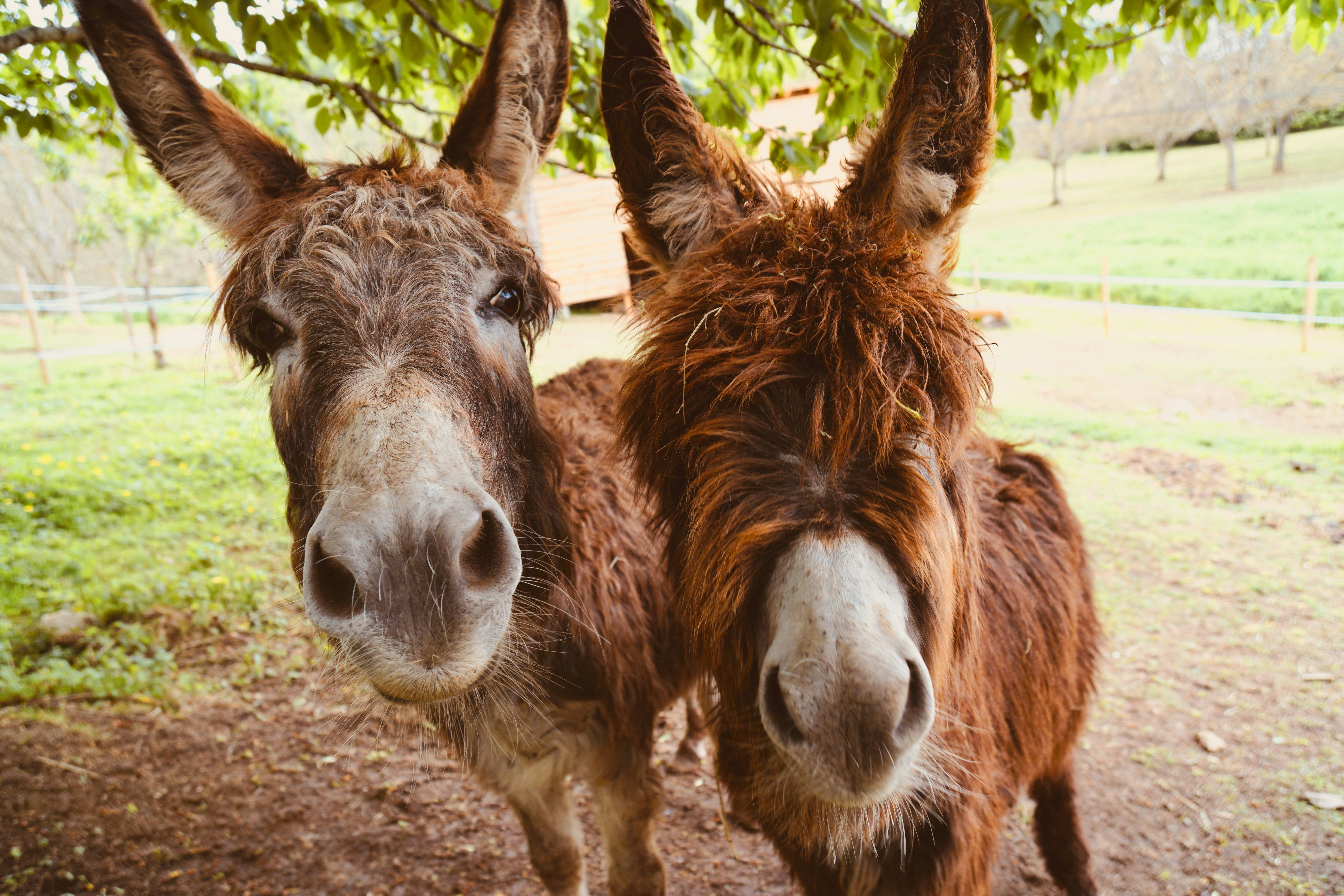 A Guide to Visiting Blaze Farm near Macclesfield (with ice cream!)